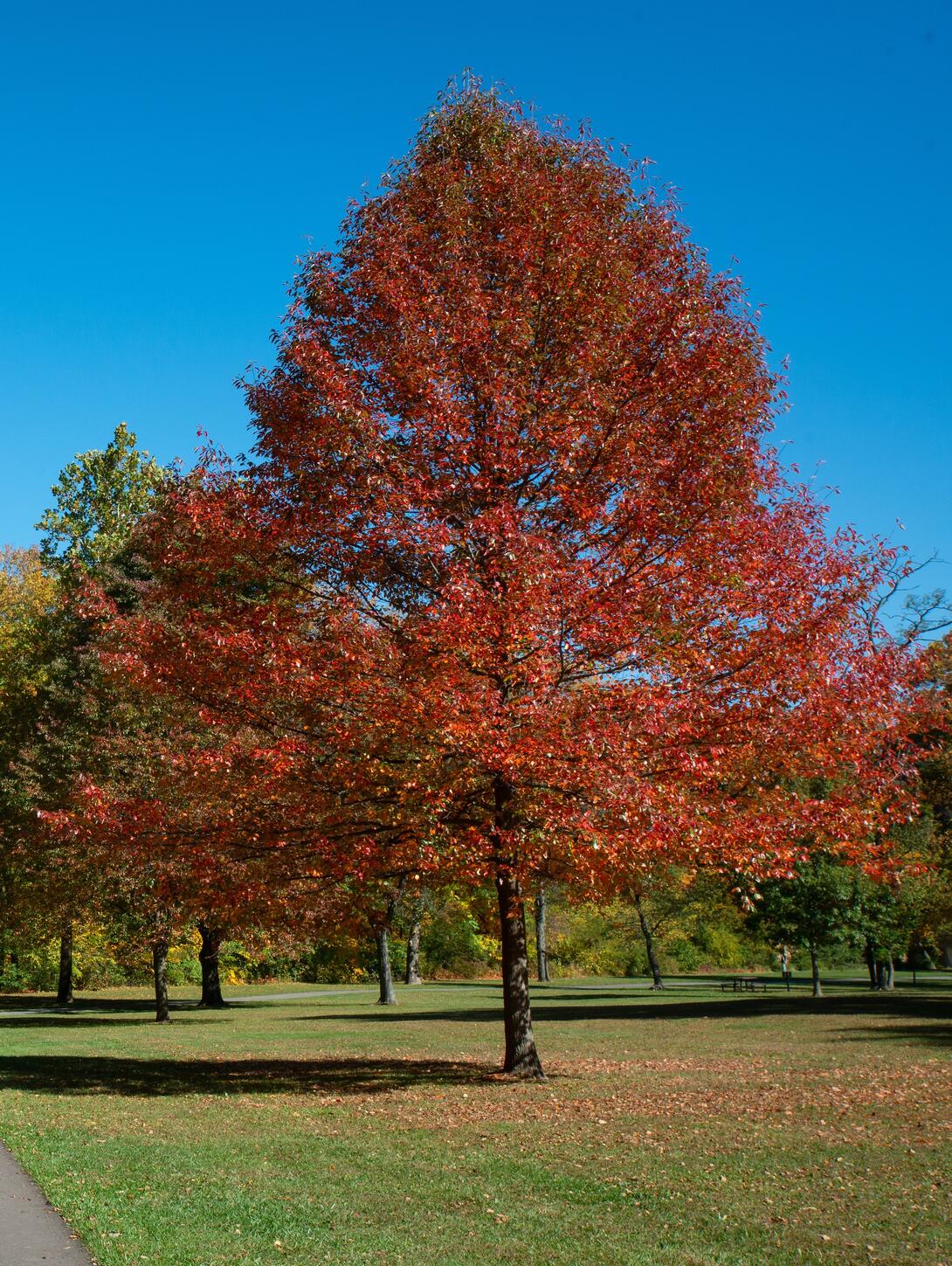 Blackgum | CMP Tree Selection Tool